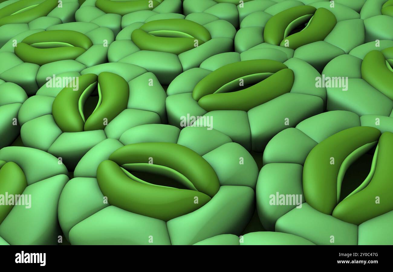 Stomata system hi-res stock photography and images - Alamy