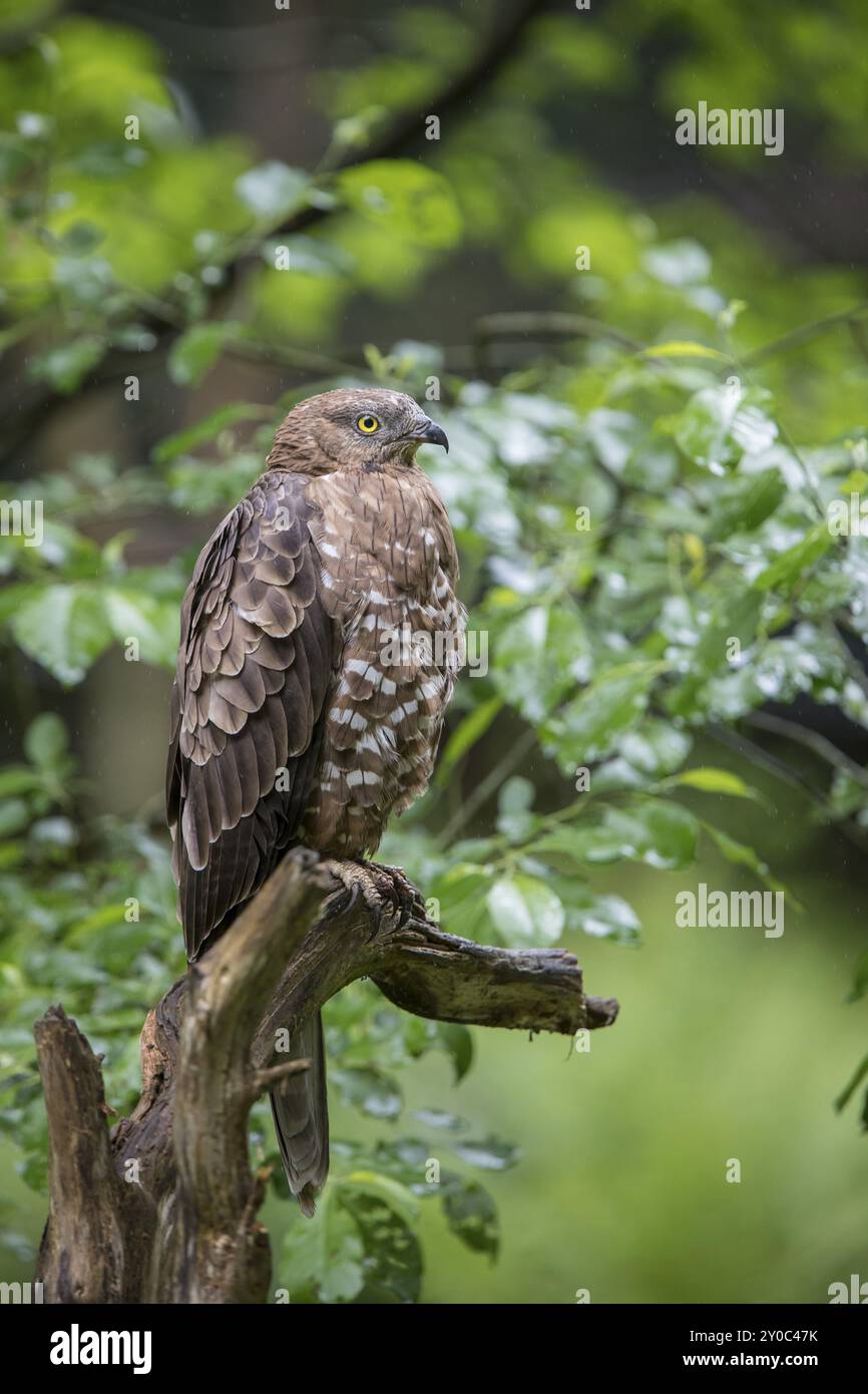 Honey buzzard, female, European honey buzzard, female, Pernis apivorus ...