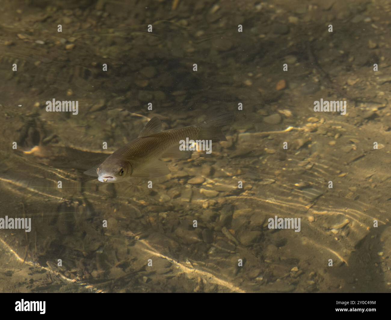 A chub picks up its prey on the surface of the Tannbach stream Stock ...