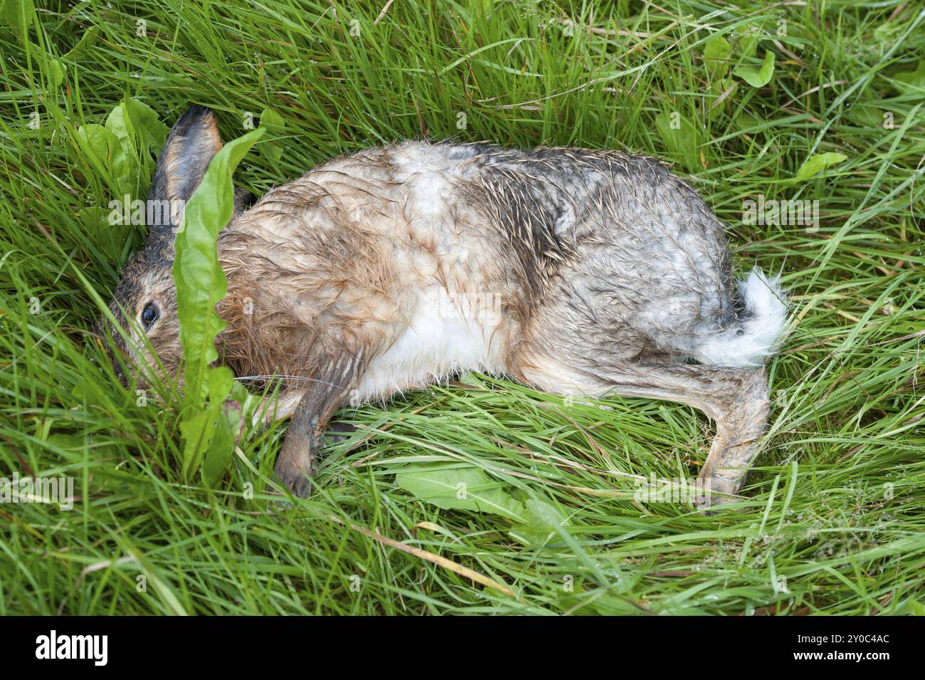 A dead hare lying in a wet meadow Stock Photo - Alamy