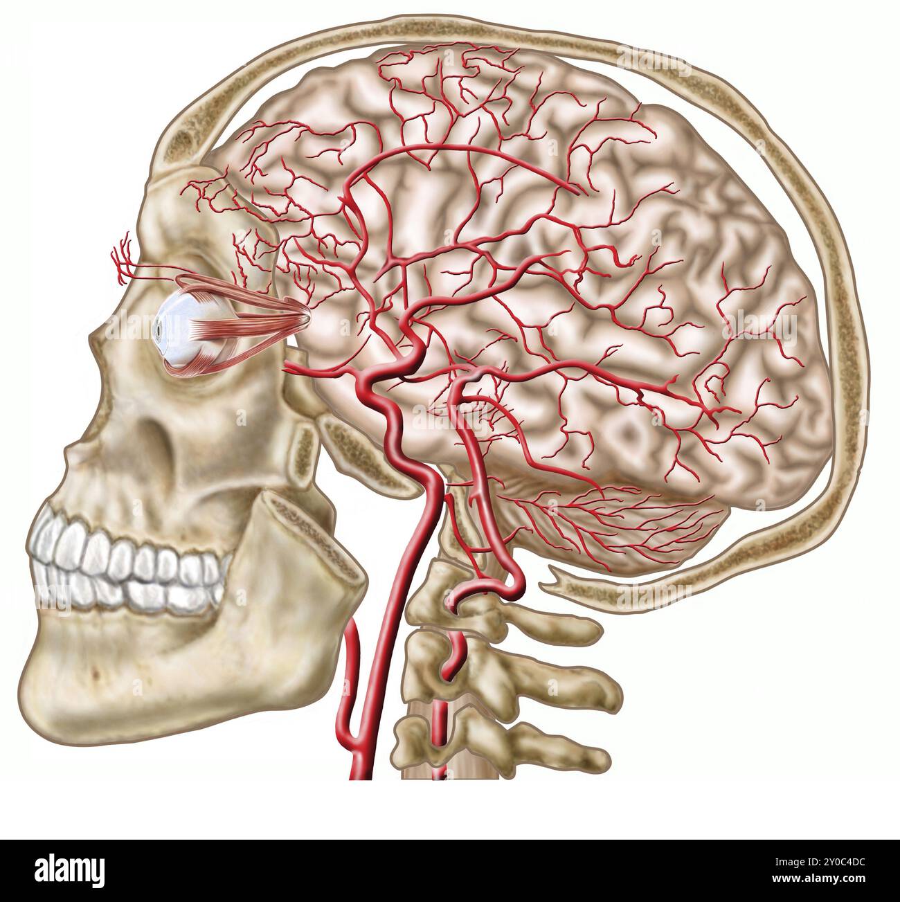 Anatomy of human skull, eyeball and arteries to brain Stock Photo - Alamy