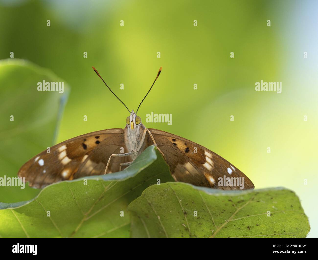 Lesser purple emperor sitting on a leaf Stock Photo - Alamy