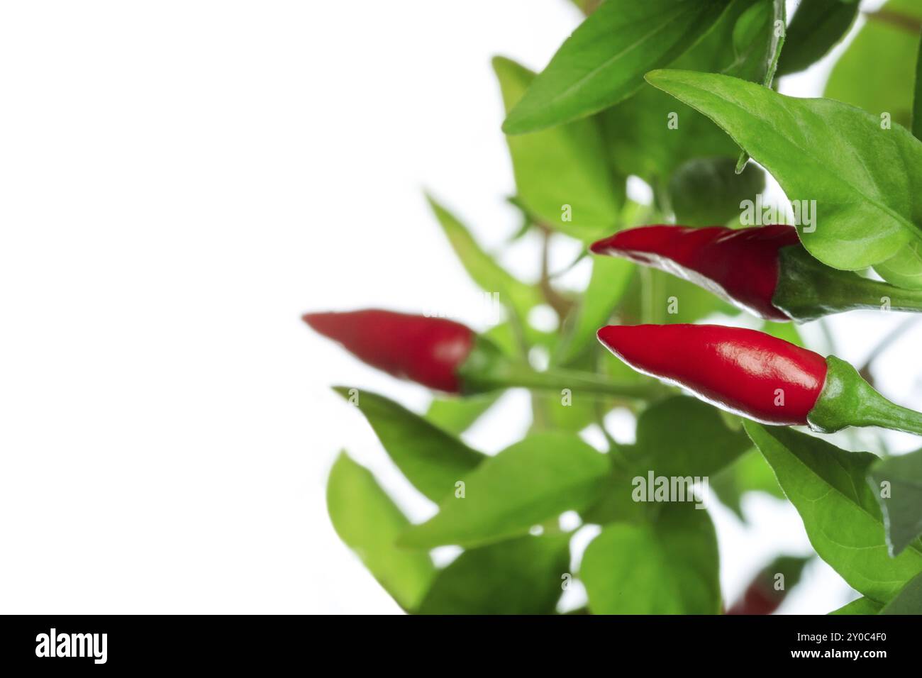 Red pepper plant with green leaves on a white background, with copy ...