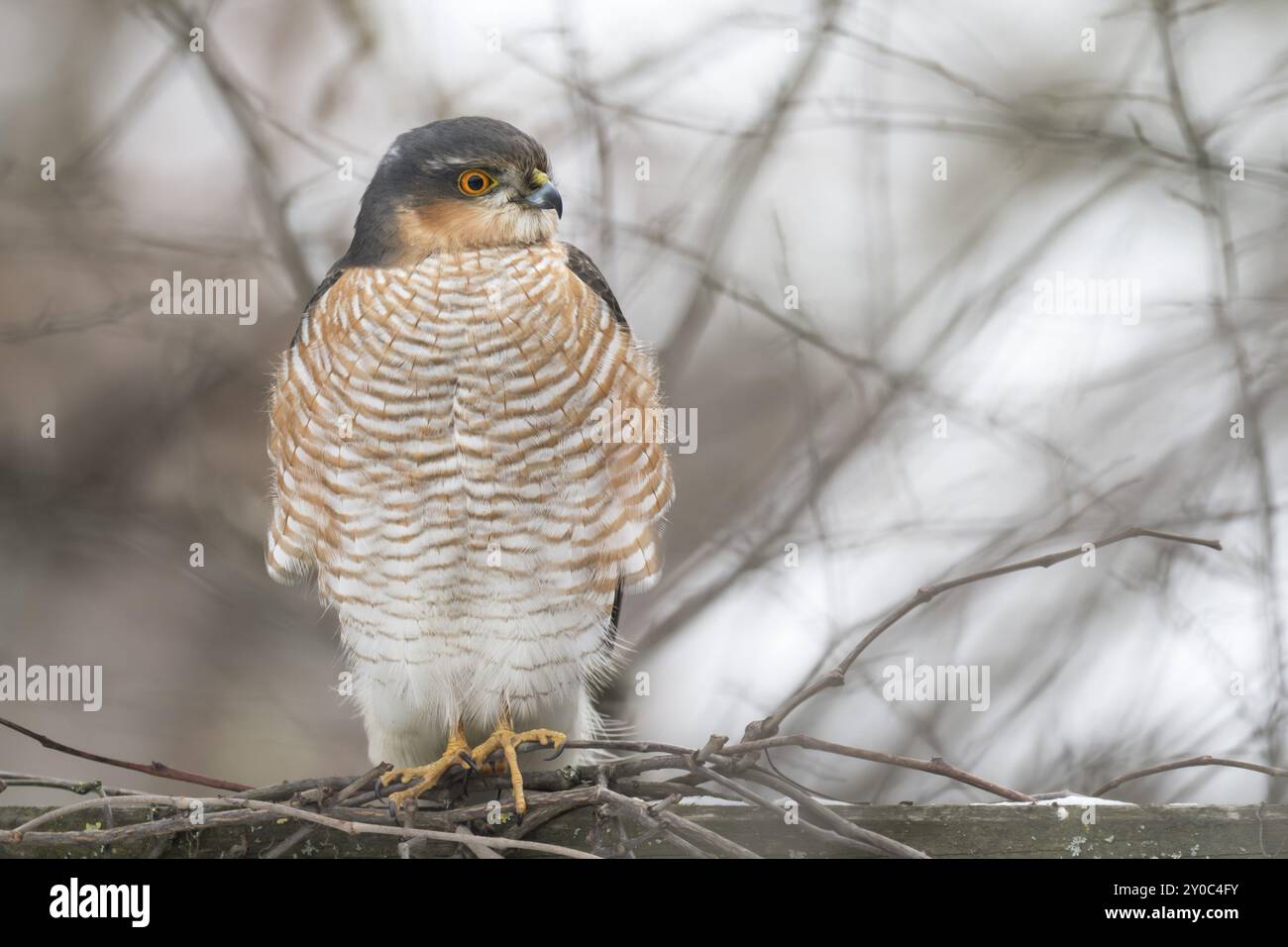 Eurasian sparrowhawk fence hi-res stock photography and images - Alamy