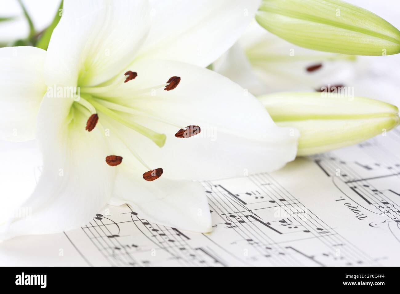 Music notes with white lily flower Stock Photo - Alamy