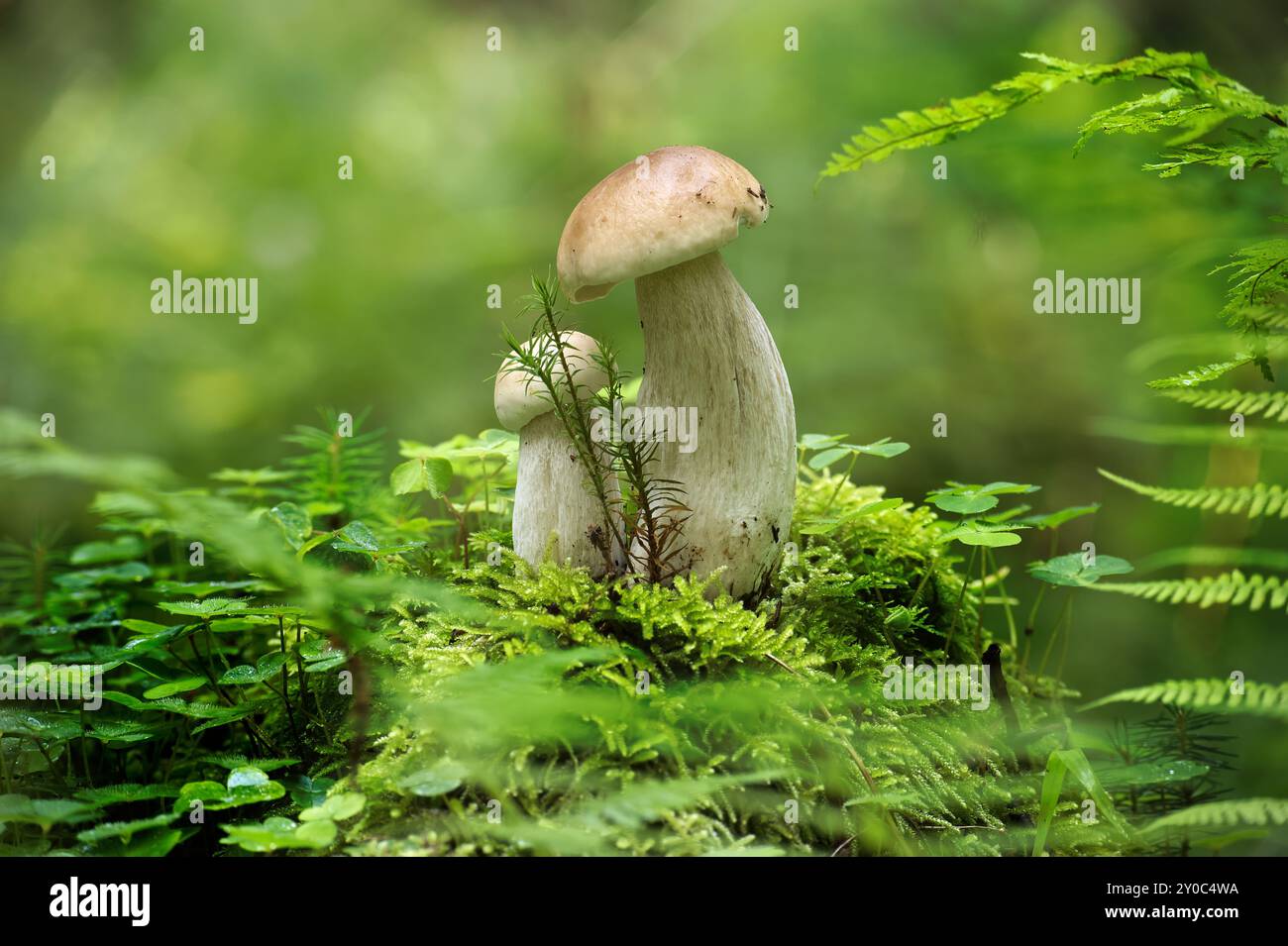 Boletus mushroom growing in a verdant forest setting, surrounded by ...