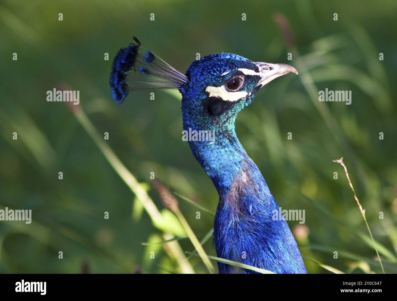 Indian peafowl (Pavo cristatus), native habitat India and Sri Lanka ...