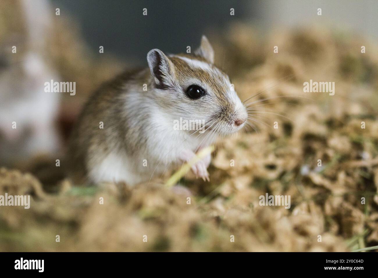 Mongolian gerbil (Meriones), gerbil as a pet Stock Photo - Alamy