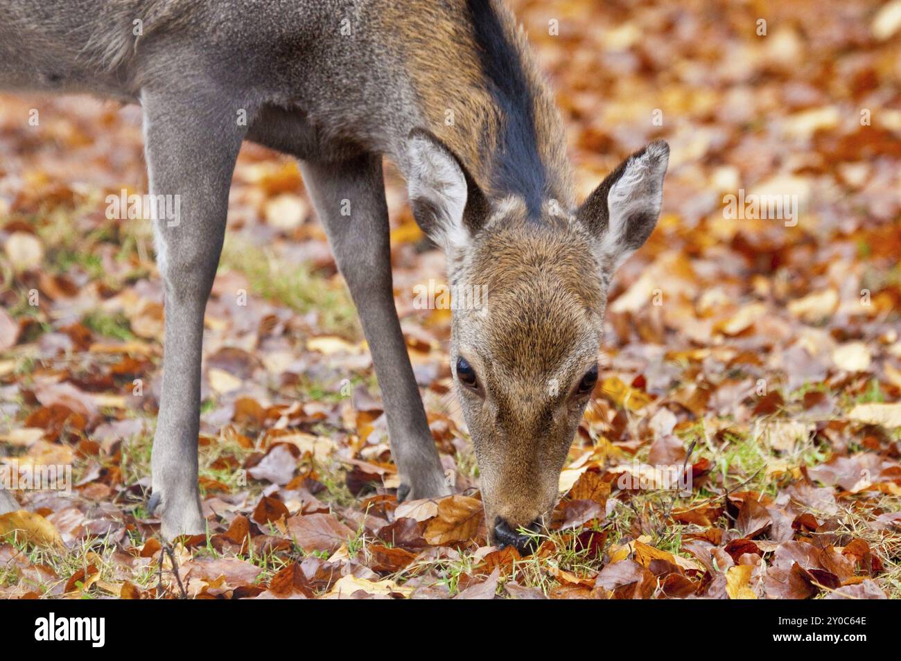 Red deer cows hi-res stock photography and images - Alamy