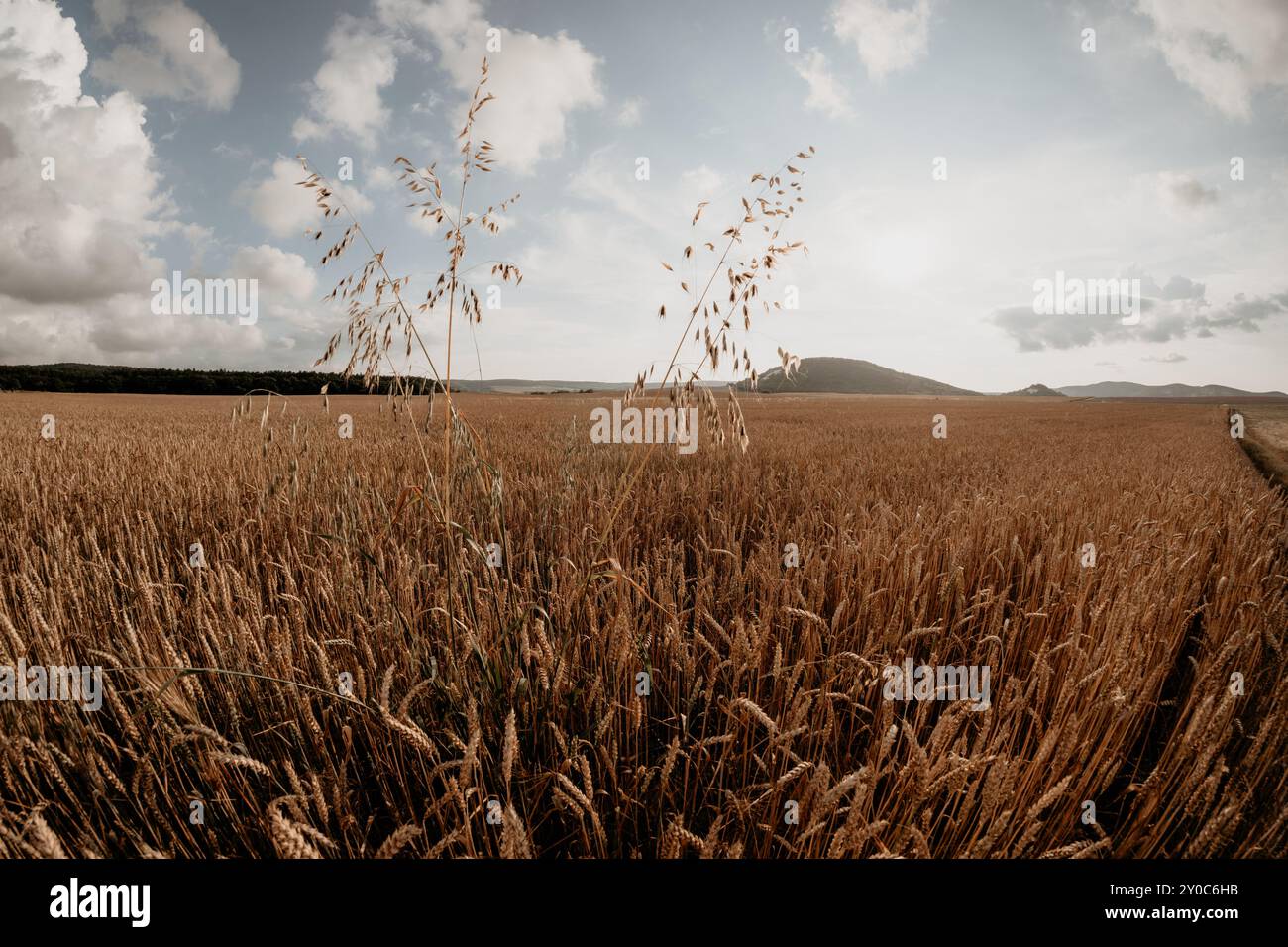 Golden Field with Two Tall Stalks of Grass Stock Photo - Alamy
