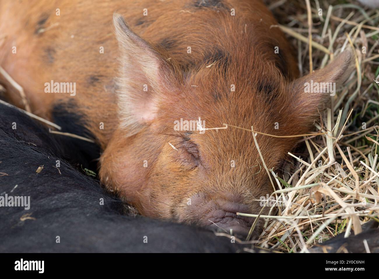 Small brown piglet sleeping on a straw bed Stock Photo - Alamy