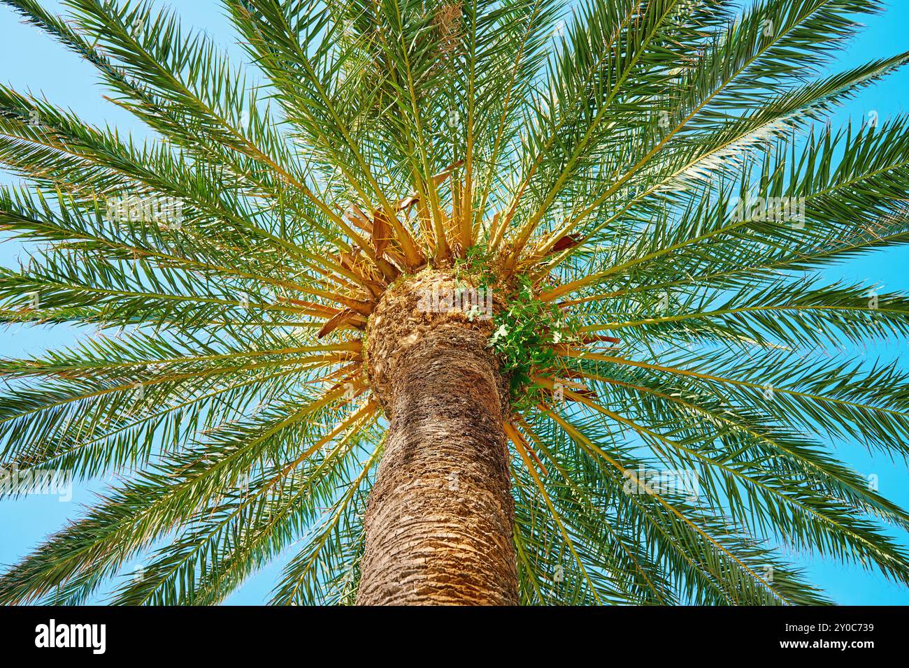 Upward view of palm tree with its fronds spreading out against clear ...
