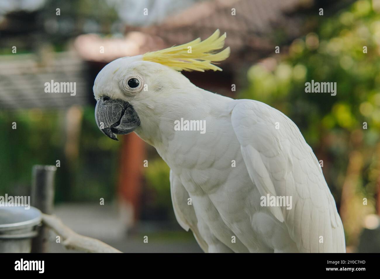 Sulphur-crested cockatoo, a white parrot with a yellow beak stands on a ...