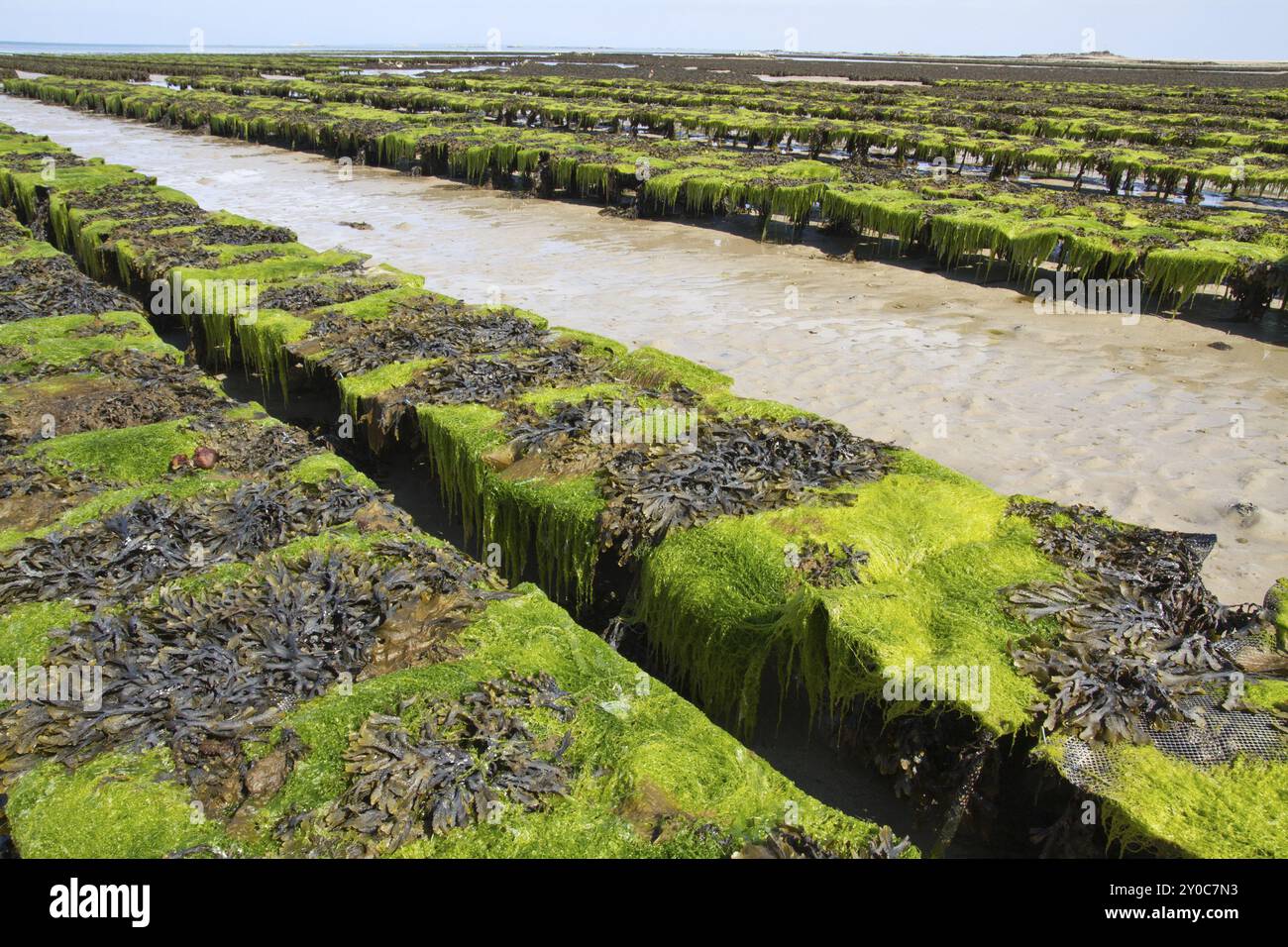 Oyster farm on the Channel Island of Jersey Stock Photo - Alamy