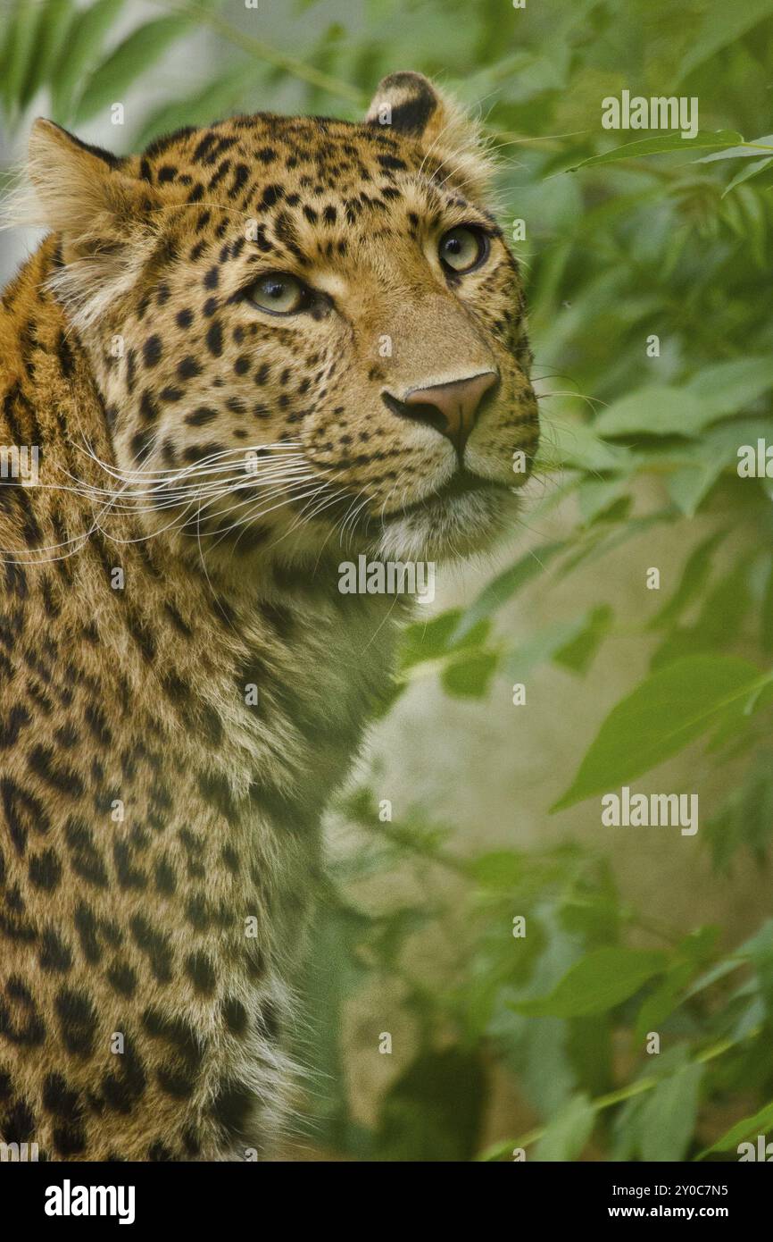 North china leopard (Panthera pardus japonensis Stock Photo - Alamy