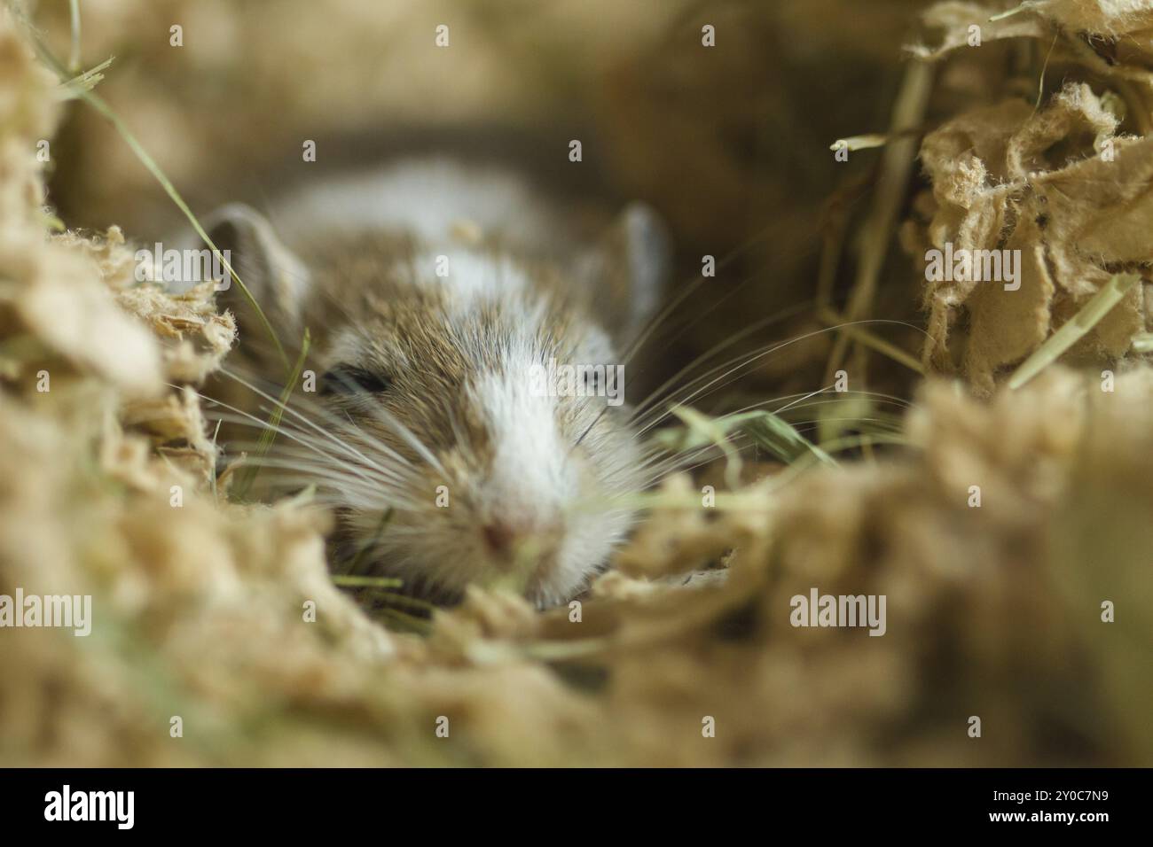Mongolian gerbil (Meriones) in the terrarium Stock Photo - Alamy
