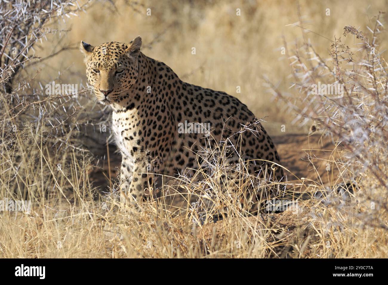 Leopard in the African bush in Namibia Stock Photo - Alamy