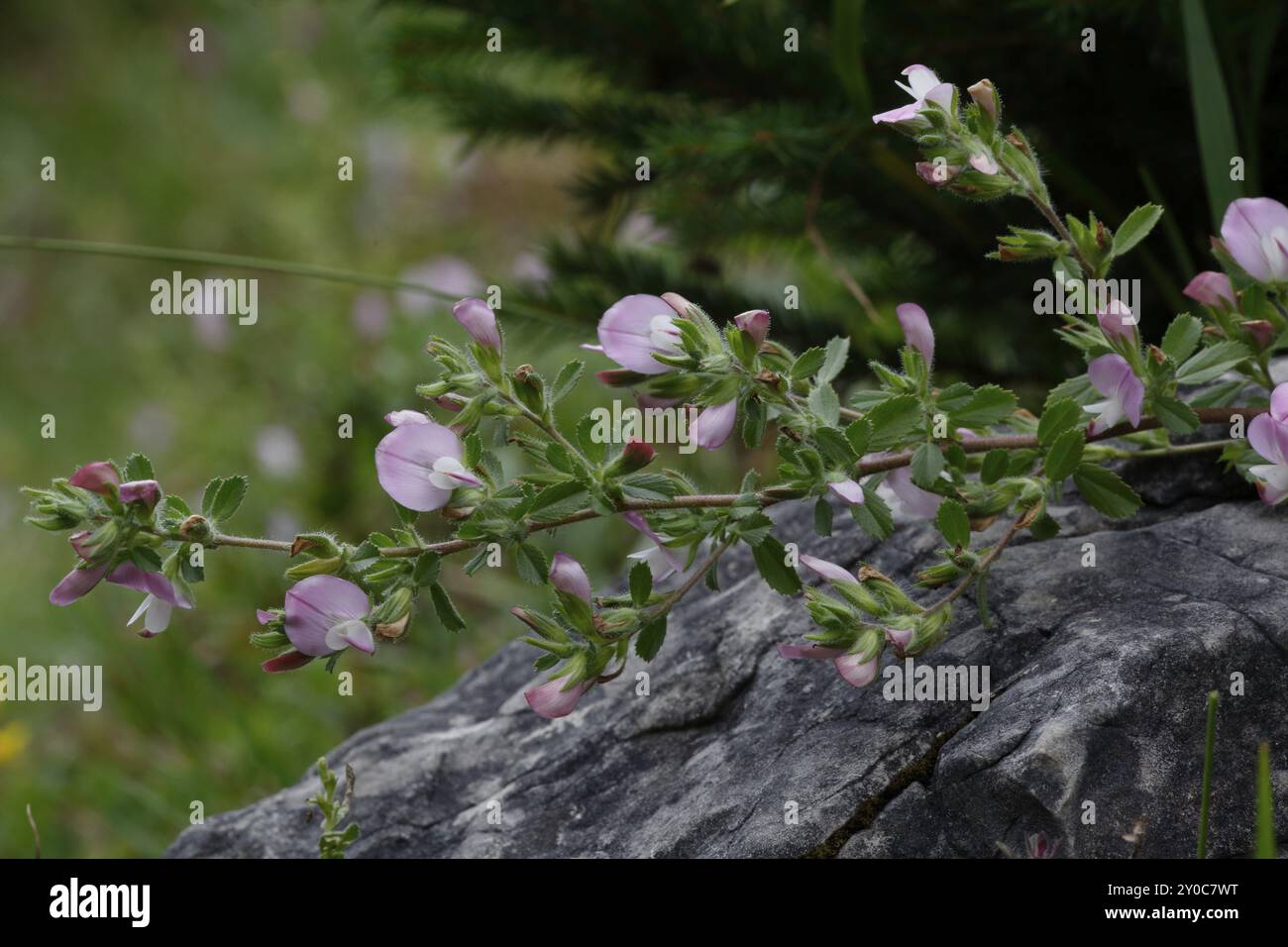 Common restharrow, ononis repens Stock Photo - Alamy