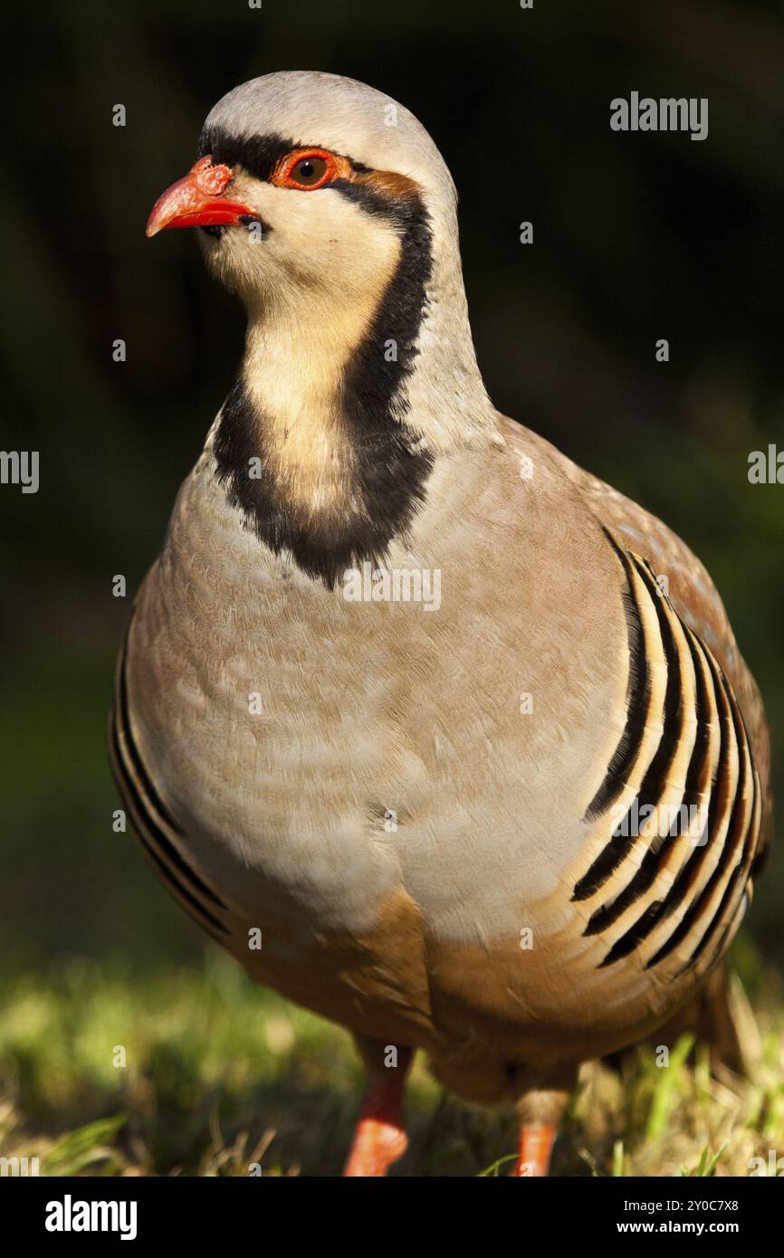 Chukar partridge, similar to the red grouse or rock partridge Stock ...