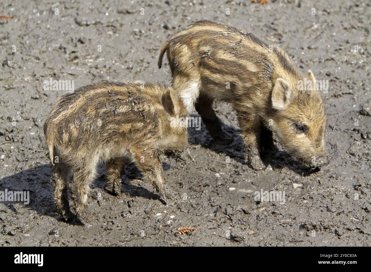 Wild boar Fresh boar Stock Photo - Alamy
