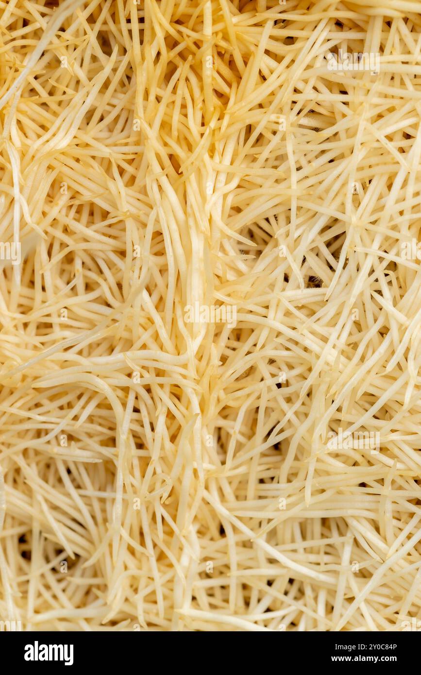 A large number of pea roots are light yellow in color, the thin root ...