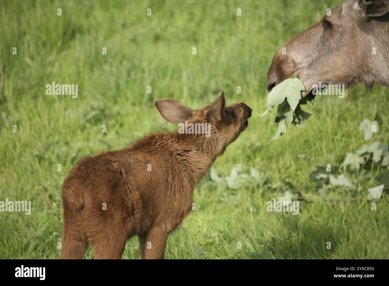 Calf with dam Stock Photo - Alamy