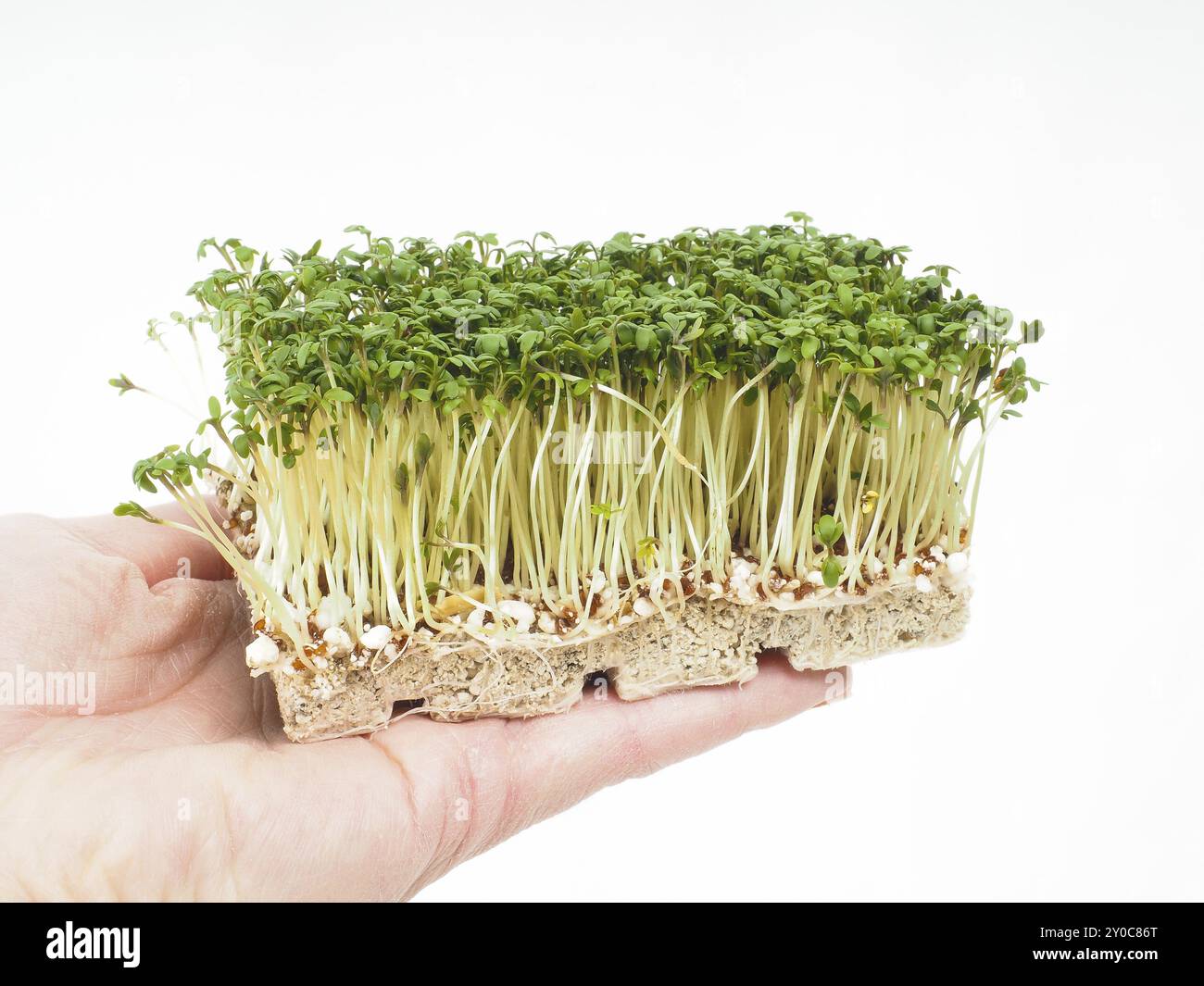 Person holding a tray of watercress up close Stock Photo - Alamy