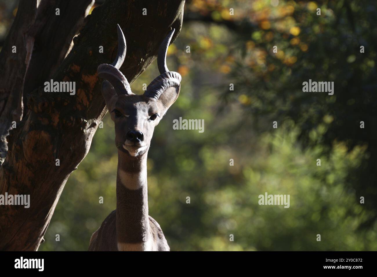 Kudu tragelaphus imberbis male hi-res stock photography and images - Alamy