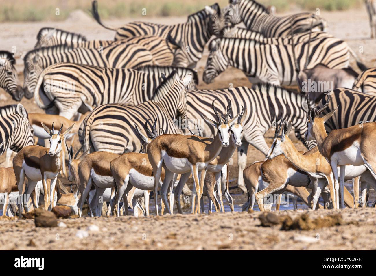 Springboks waterhole in etosha hi-res stock photography and images - Alamy