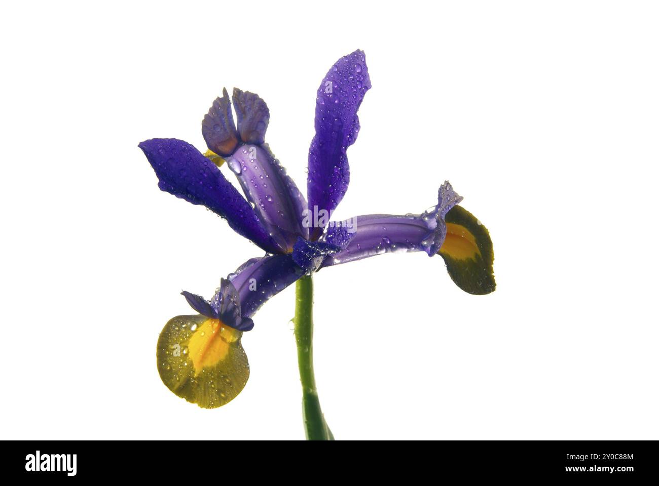 Dutch iris, Iris hollandica Stock Photo - Alamy