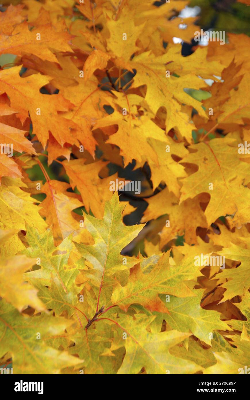 Oak leaf cluster Stock Photo - Alamy