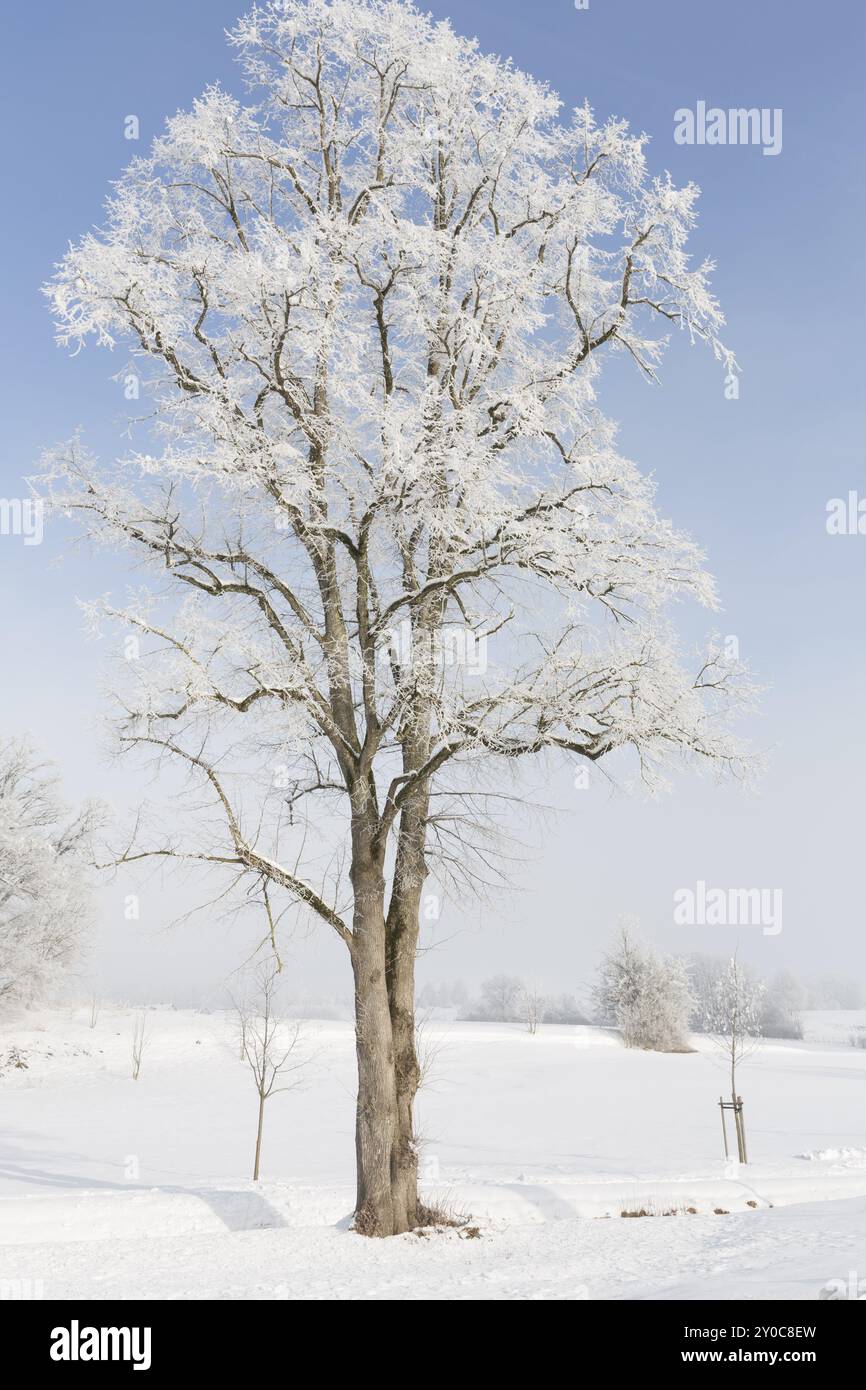 Single tree in the fog covered with hoarfrost Stock Photo - Alamy