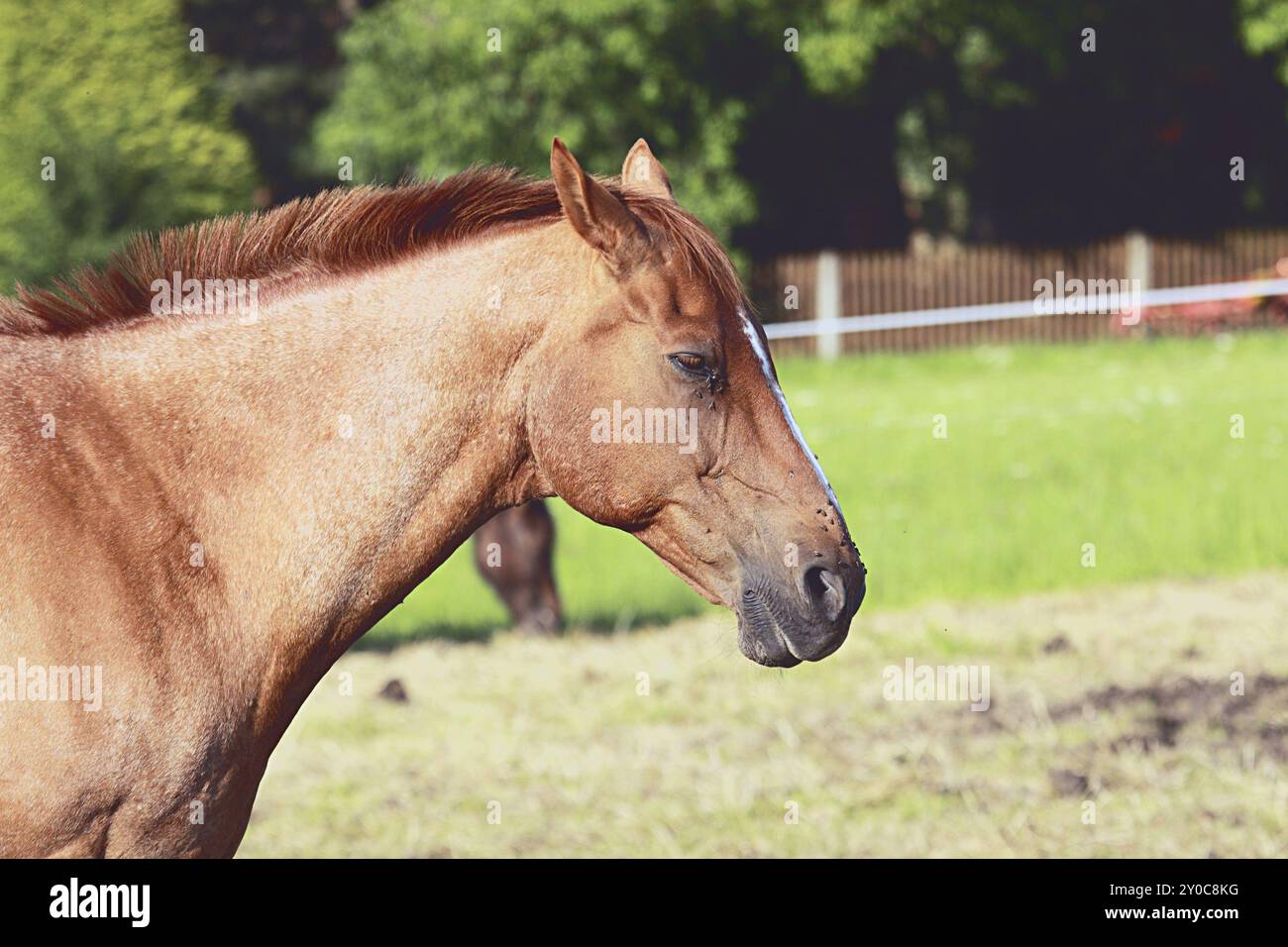 Sad and tired horse standing outdoors Stock Photo - Alamy