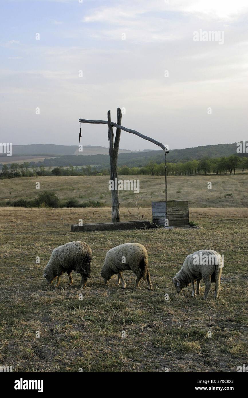 Three sheep in the boom of the landscape well Stock Photo - Alamy