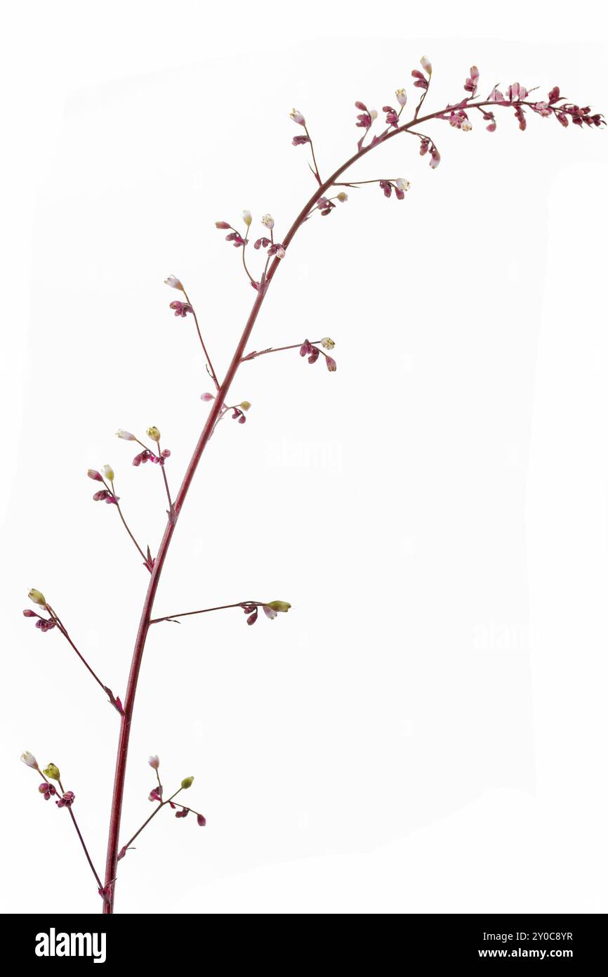 Shade bell (Heuchera), flower panicle Stock Photo - Alamy