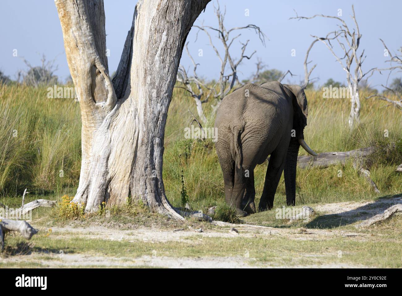 Bull elephant on dead tree island in the Moremi Game Reserve Stock ...