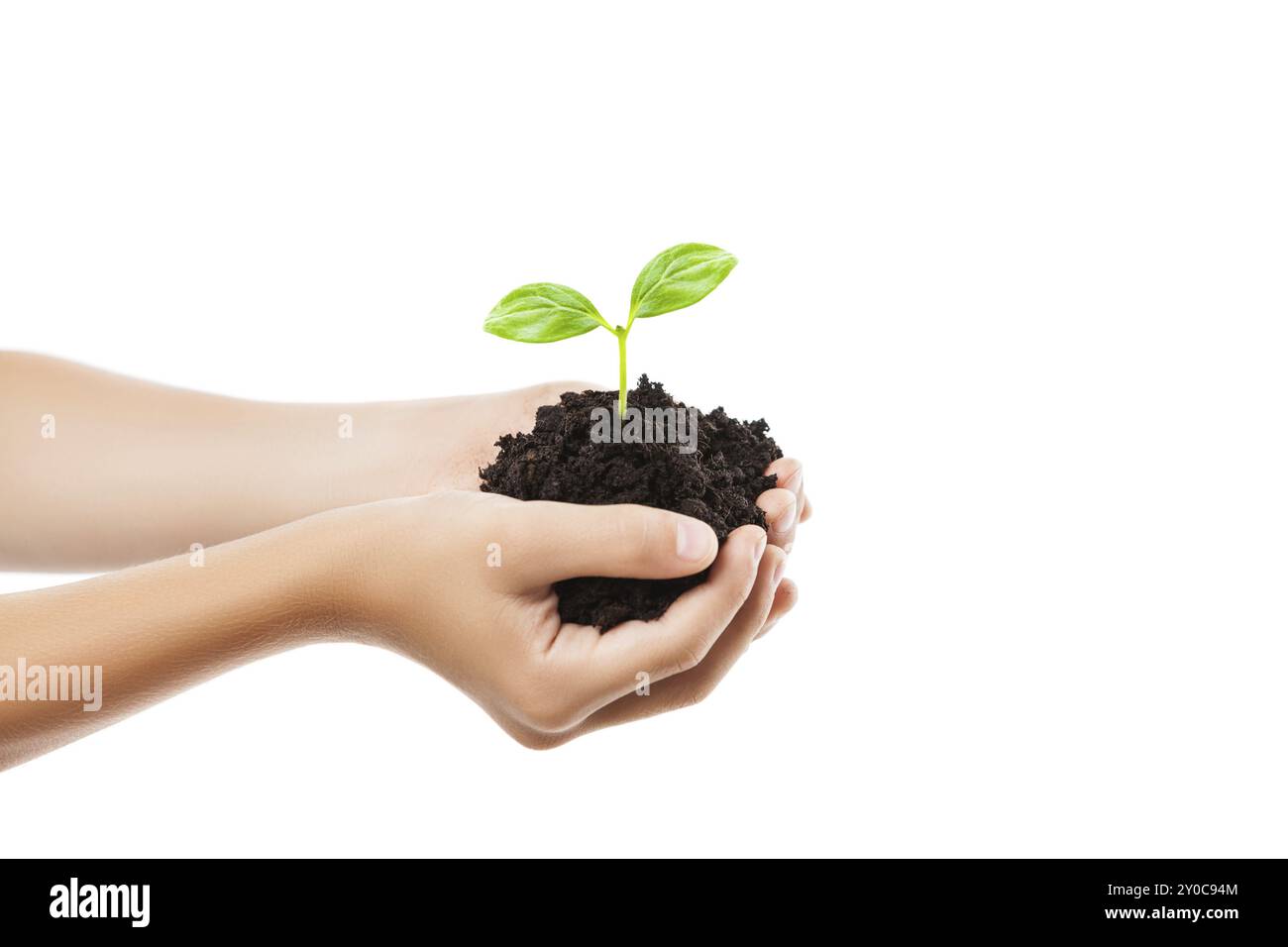 New life concept, human hand holding small green plant sprout leaf ...