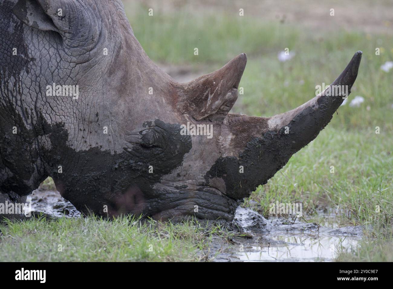 White rhino takes a mud bath Stock Photo - Alamy