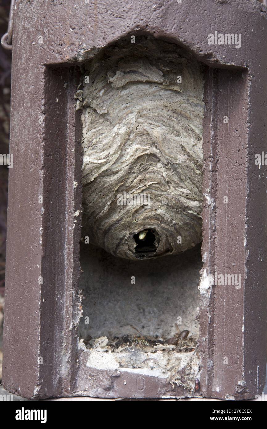 Wasp nest in a bird nesting box Stock Photo - Alamy