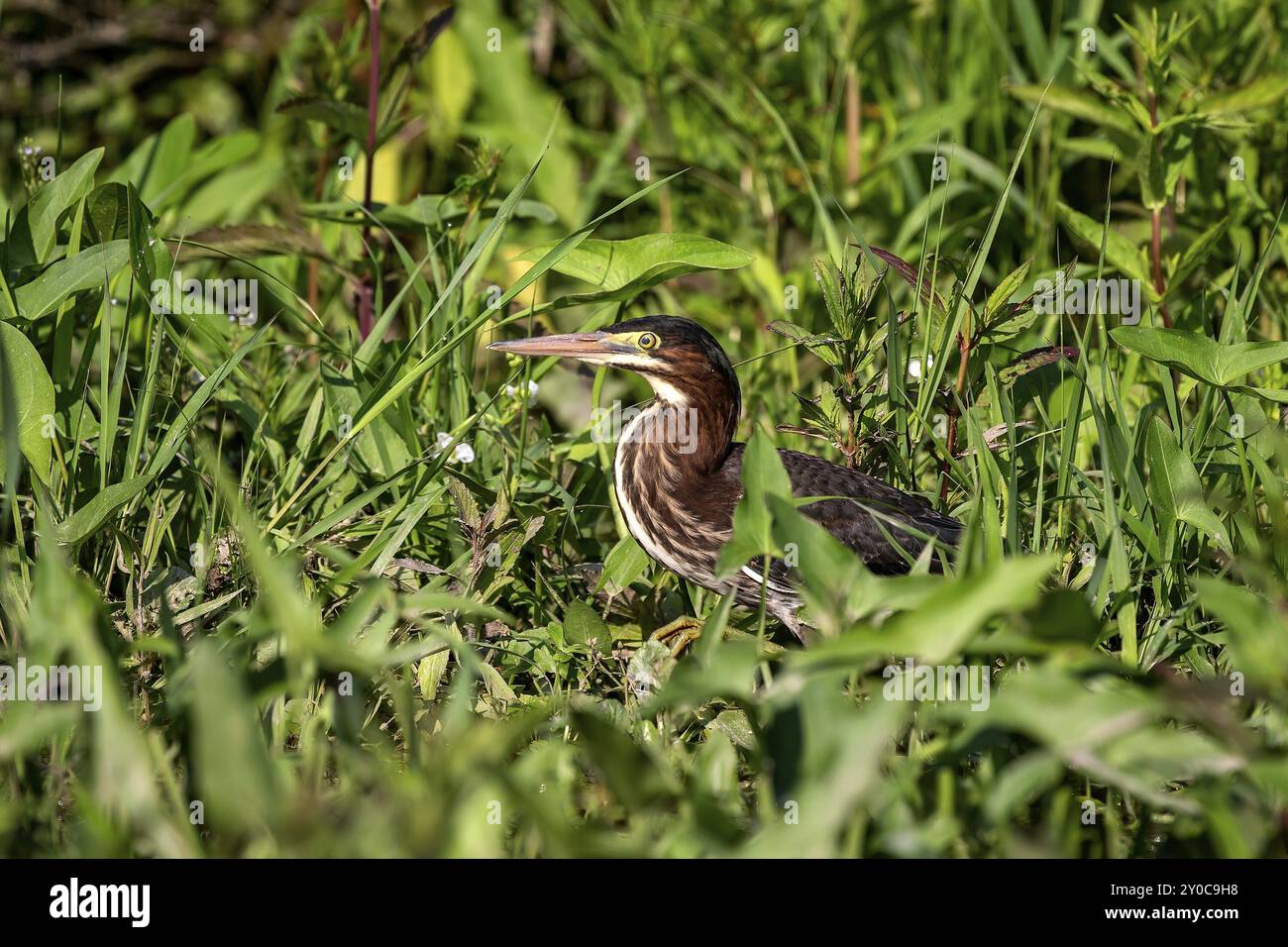 The American small heron on a swamp Stock Photo - Alamy