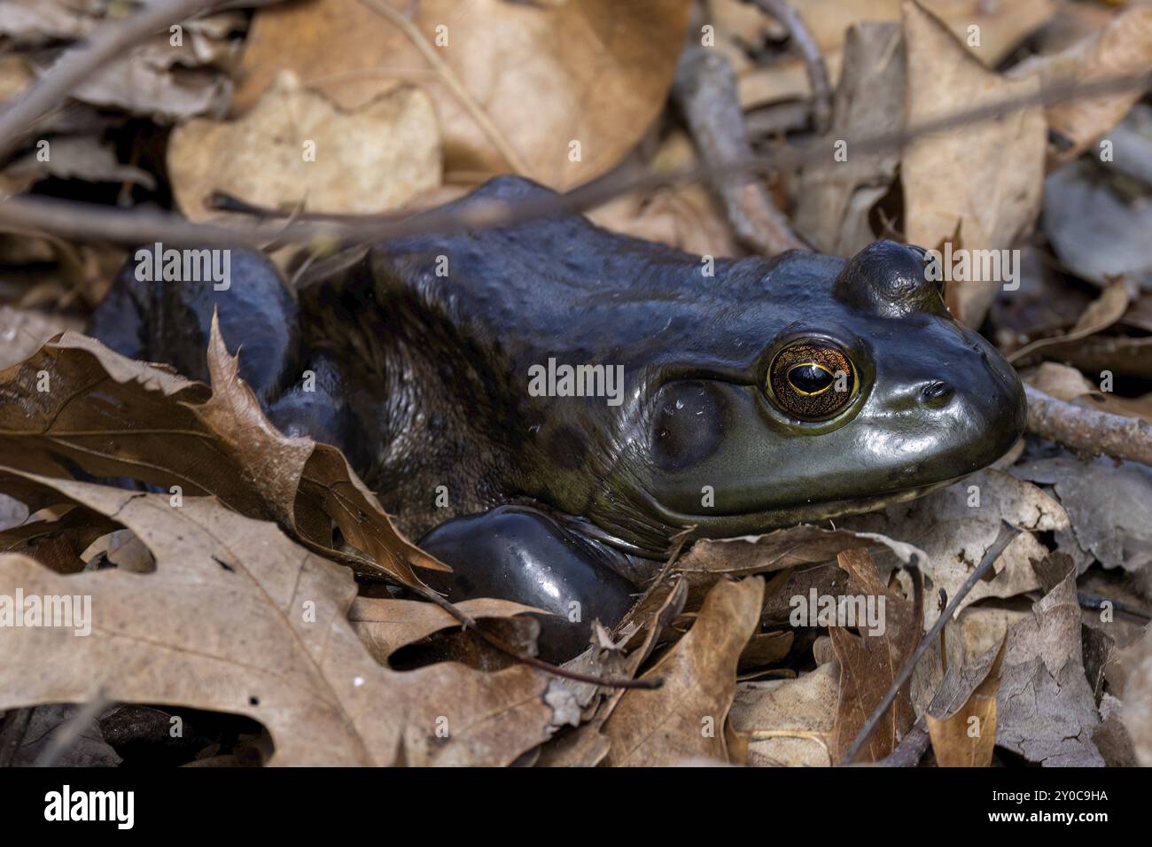 The American bullfrog (Lithobates catesbeianus), often simply known as ...