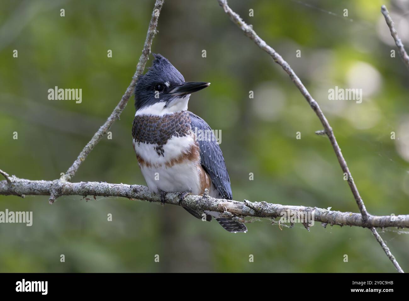 The belted kingfisher (Megaceryle alcyon) Migration bird native to ...
