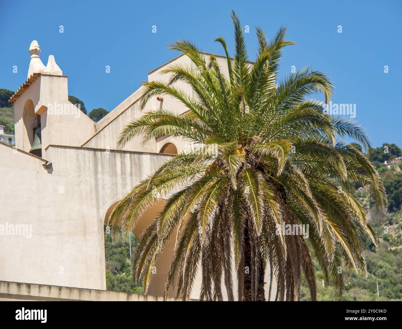 Large palm tree in front of a bright building with Mediterranean ...