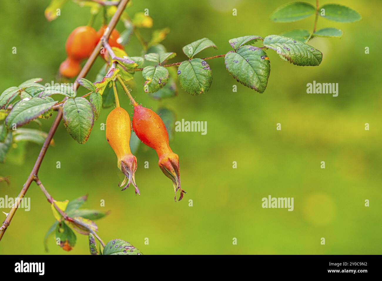 Fruits of rosa moyesii Stock Photo - Alamy