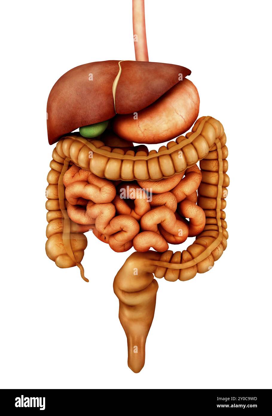Anatomy of human digestive system, front view Stock Photo - Alamy