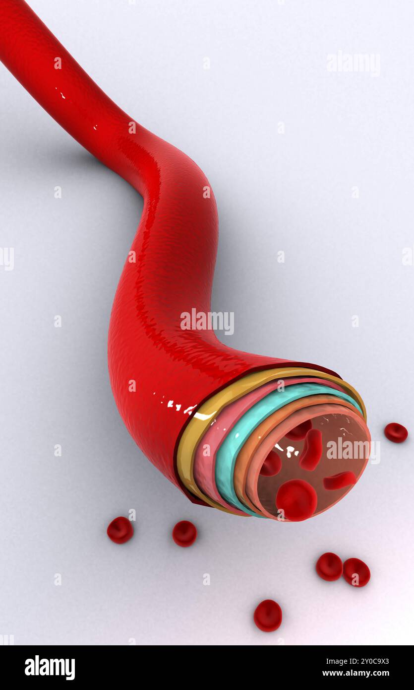 Blood vessel cross section hi-res stock photography and images - Alamy