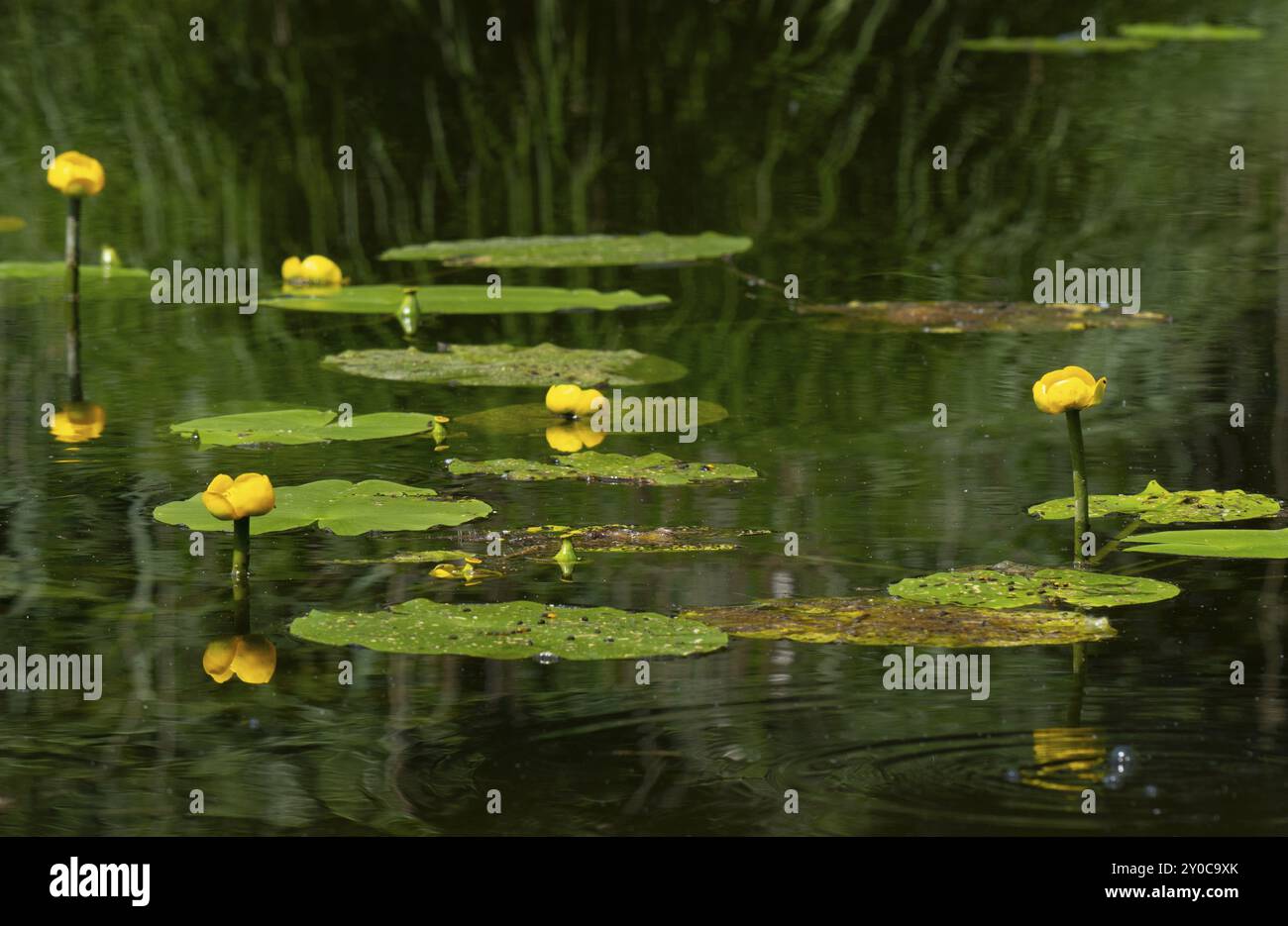 Nuphar variegata flower hi-res stock photography and images - Alamy