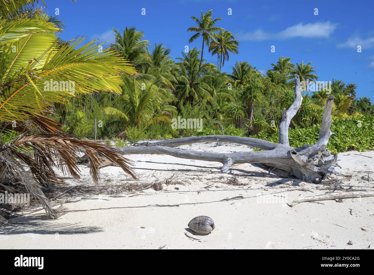 Coconut, dead tree, forest with coconut palms (Cocos nucifera), private ...