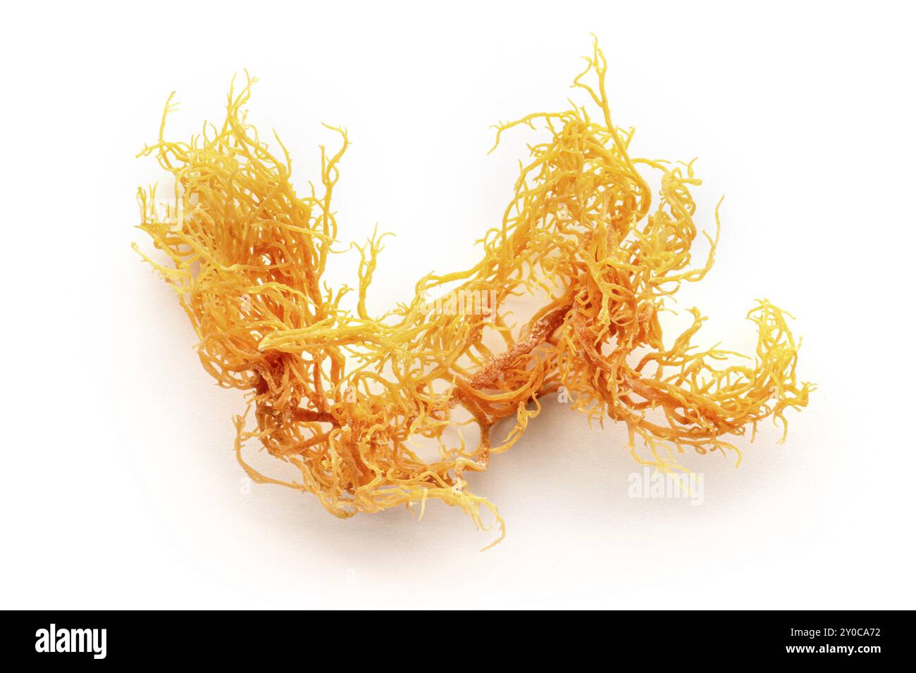 Irish sea moss. Chondrus Crispus, healthy organic raw seaweed, a close ...
