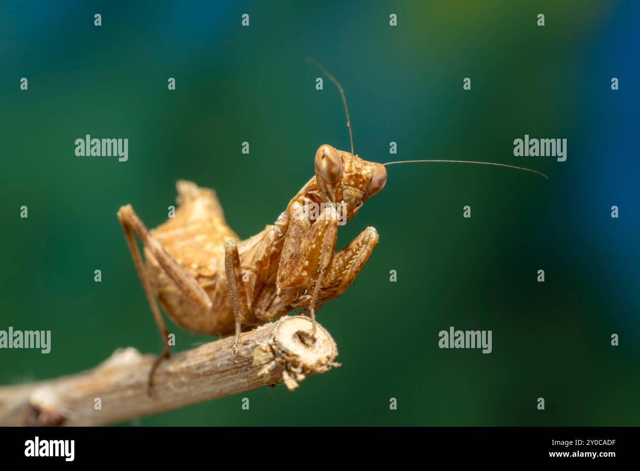 Wingless insects hi-res stock photography and images - Alamy